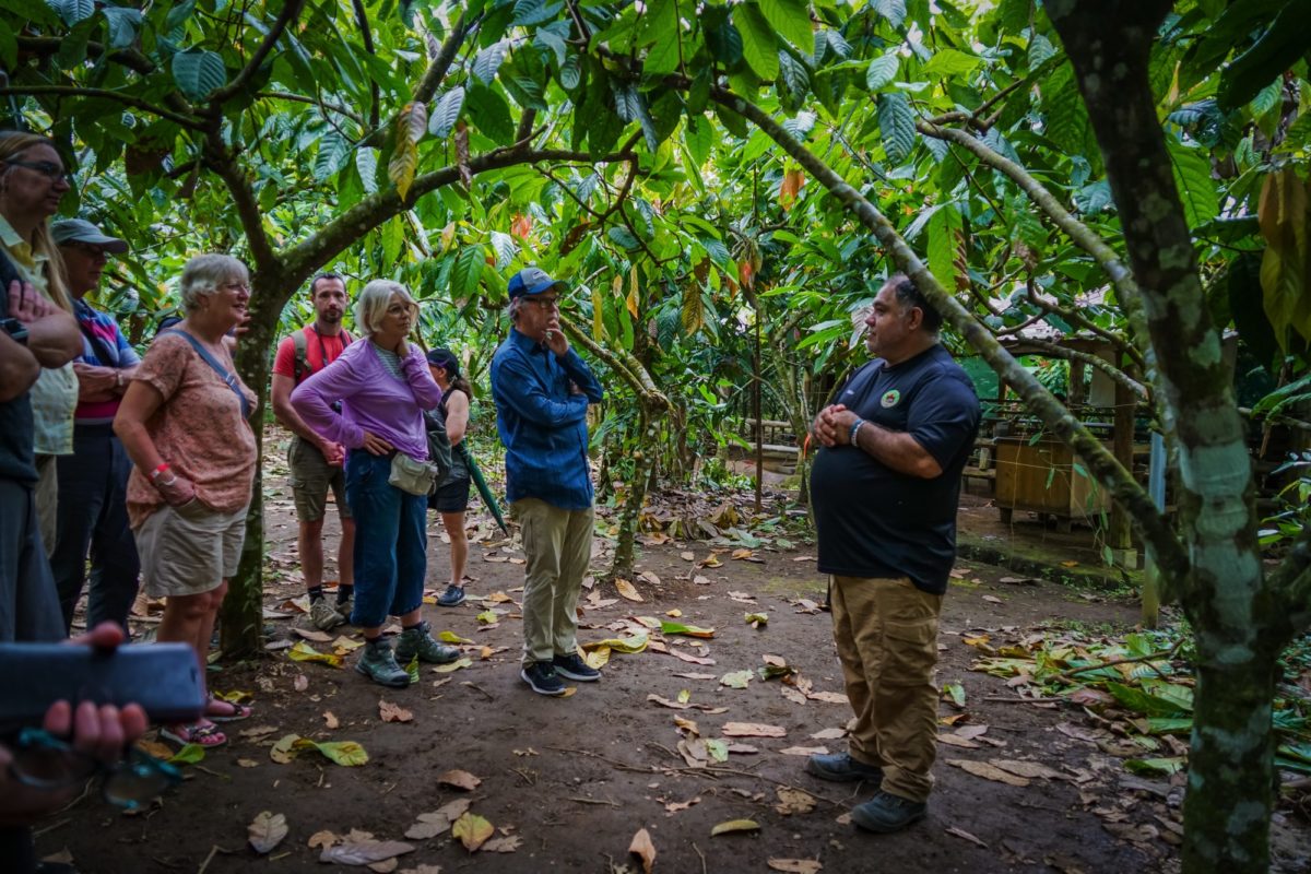 Gallery – Rainforest Chocolate Tour