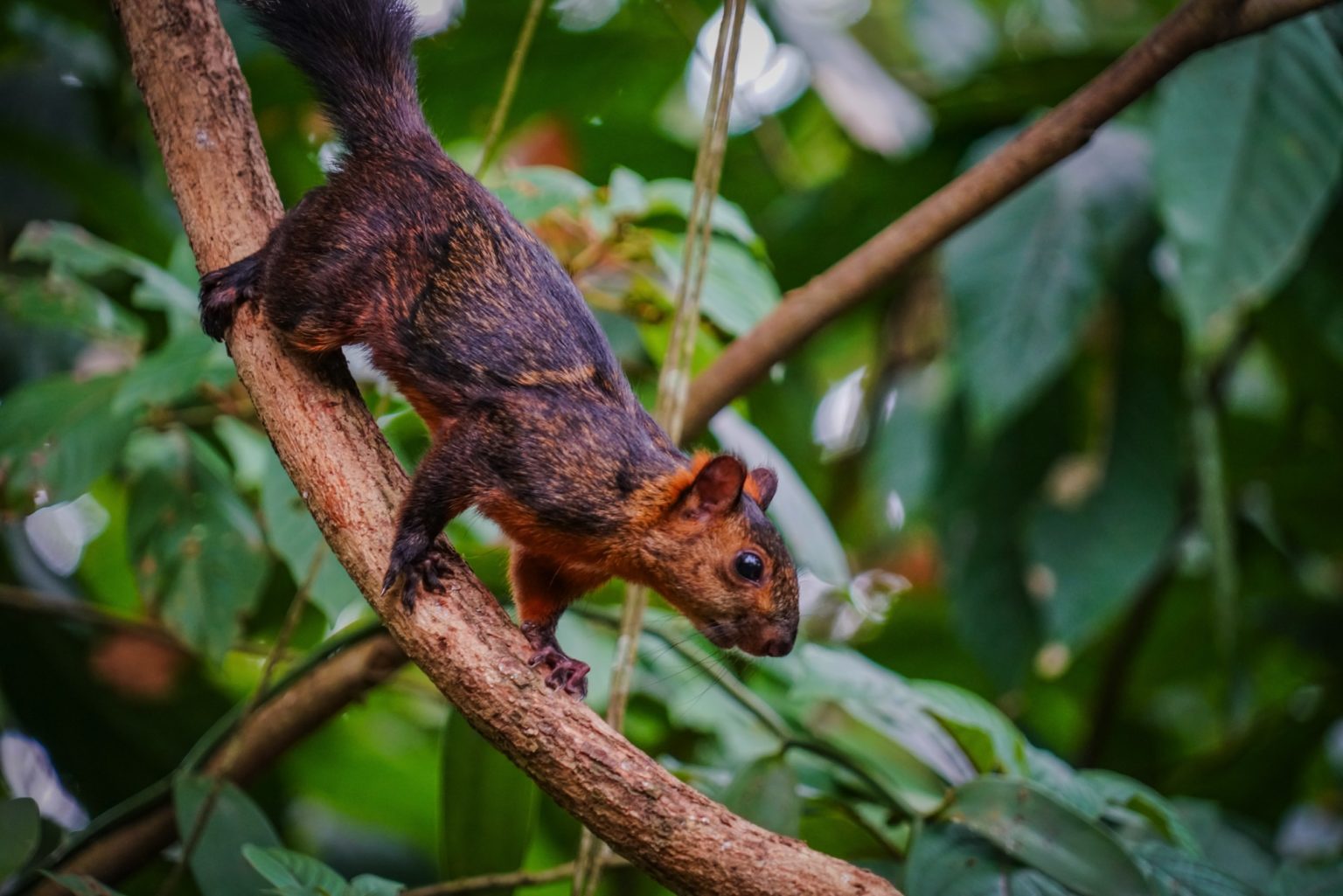 Gallery – Rainforest Chocolate Tour