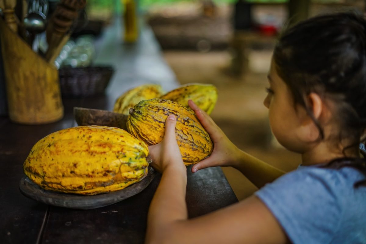 Gallery – Rainforest Chocolate Tour