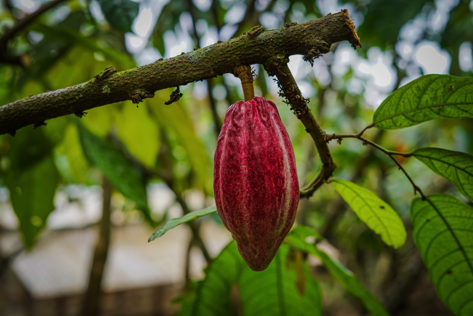 Gallery – Rainforest Chocolate Tour